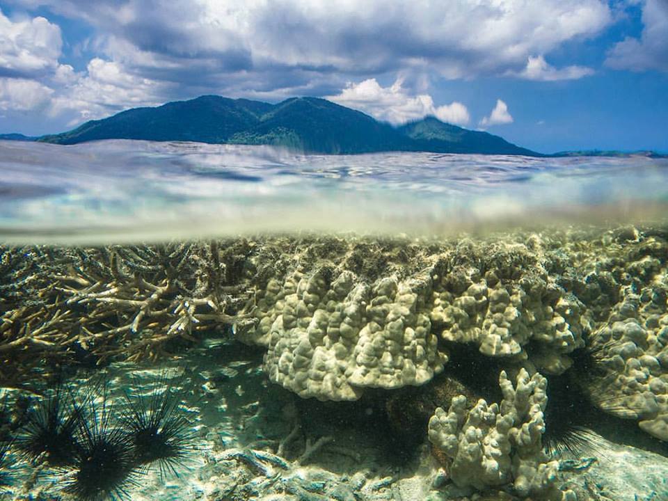 Volunteer for marine biodiversity: volunteer directly in the water